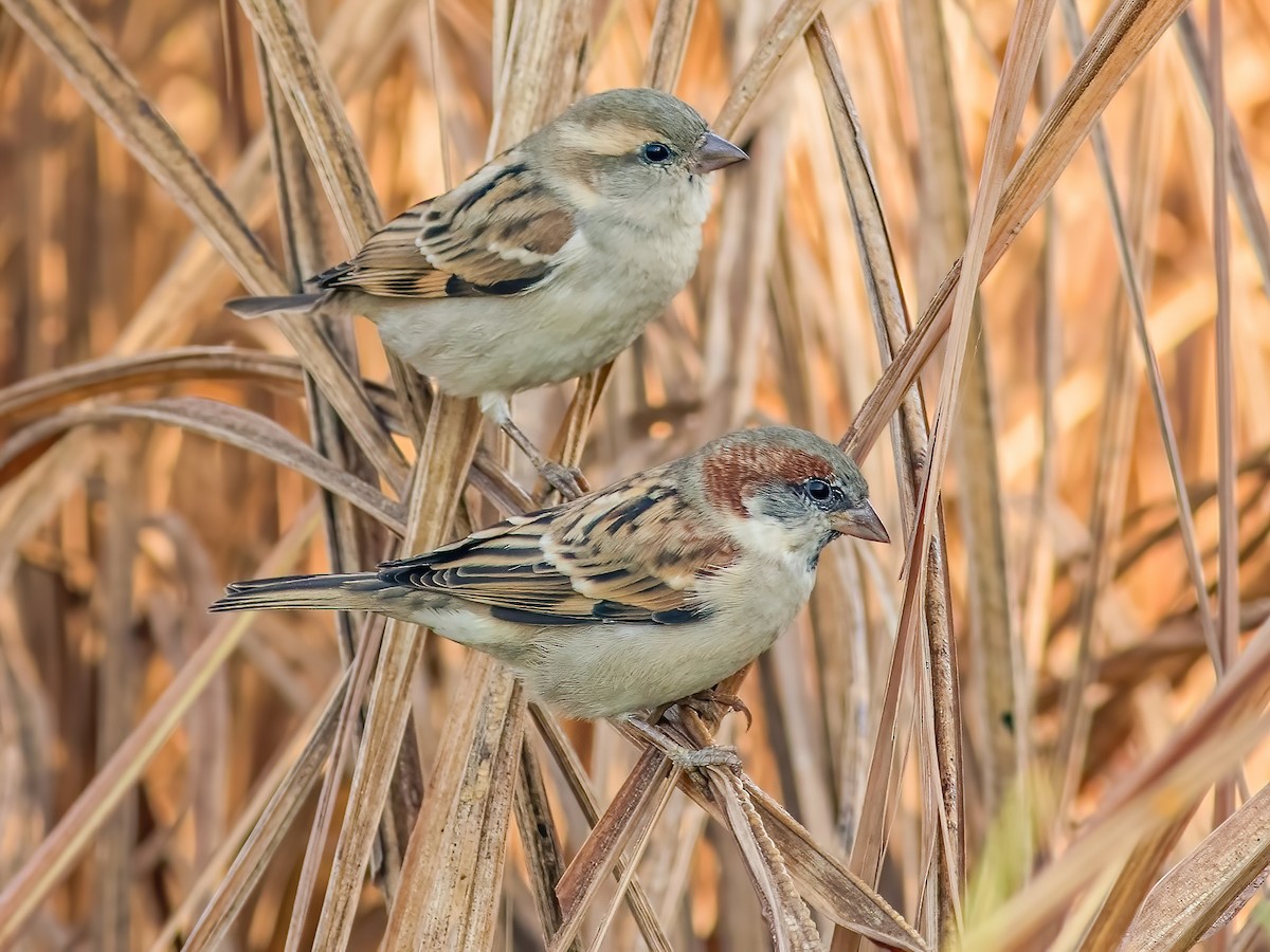 Sind Sparrow - Passer pyrrhonotus - Birds of the World