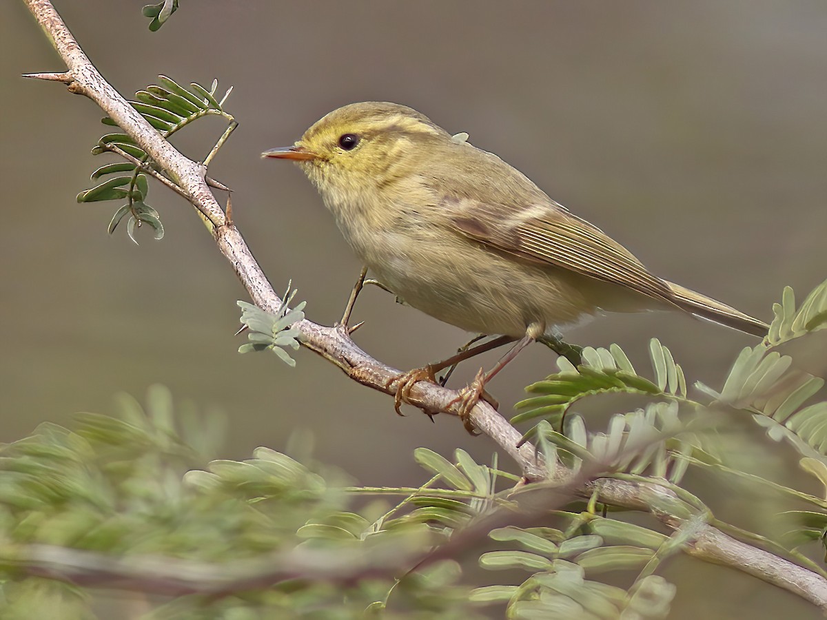 Brooks's Leaf Warbler - Phylloscopus subviridis - Birds of the World
