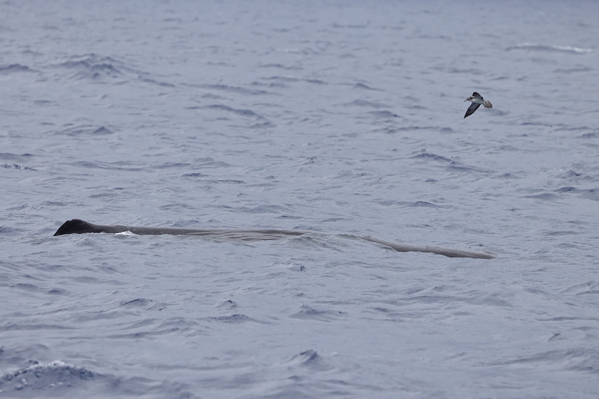 eBird Checklist - 12 May 2023 - 宜蘭--南方澳-東澳-南澳海域(Yilan--Nanfang'ao, Dong ...