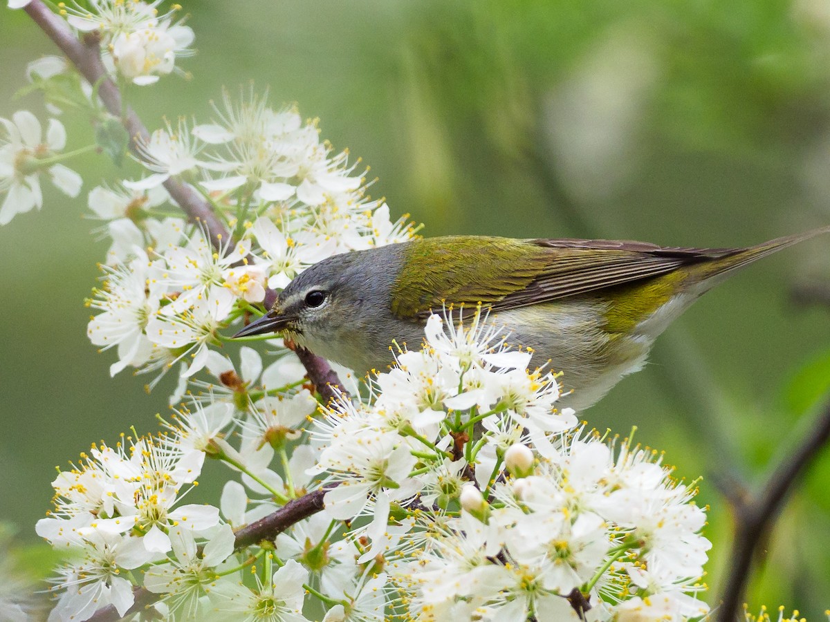 eBird Checklist - 12 May 2023 - Hok-Si-La Park - 46 species
