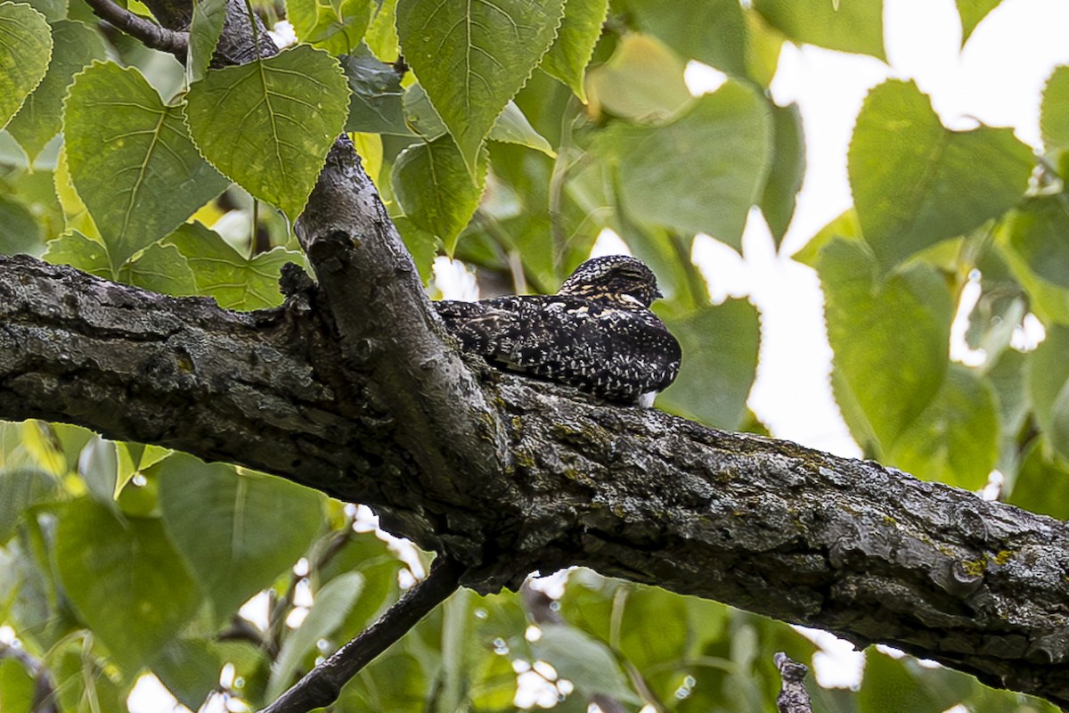 eBird Checklist - 12 May 2023 - Ottawa NWR--Visitor Center and ...