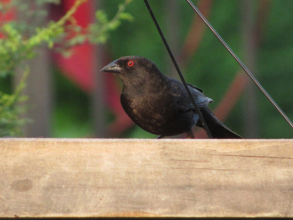 eBird Checklist - 12 May 2023 - Residence, Benbrook, Texas - 1 species