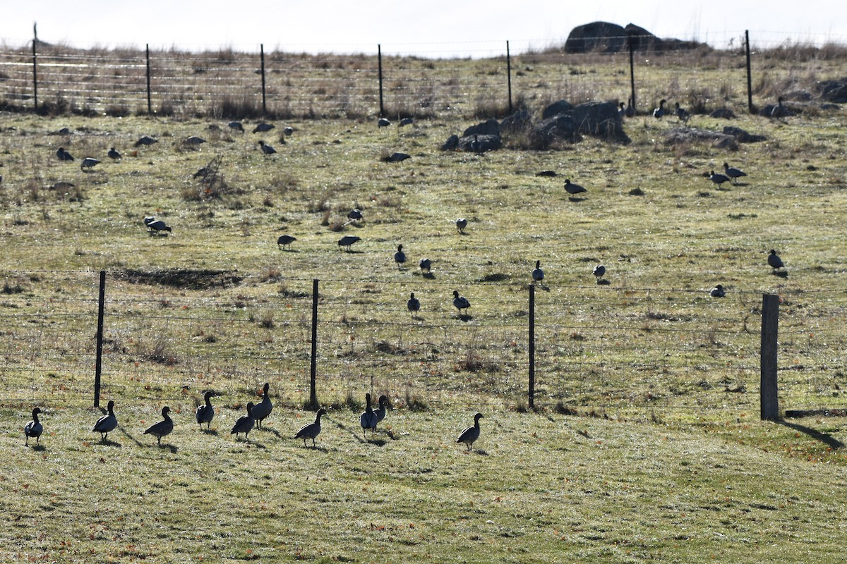 eBird Australia Checklist - 13 May 2023 - Middlingbank Road ...