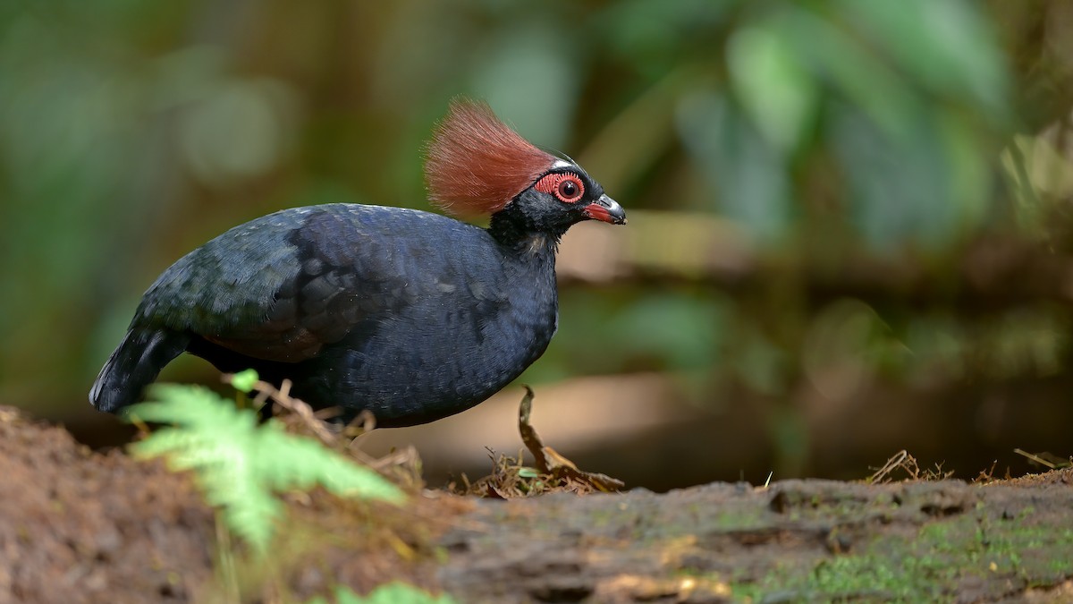 eBird Checklist - 23 Apr 2023 - Mount Trusmadi - 12 species