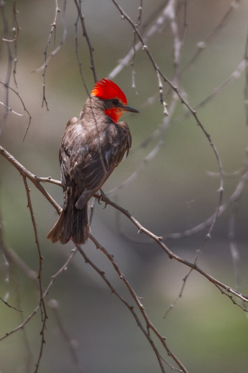 Texas eBird Checklist - 15 Jul 2022 - Neal's - Frio River - 2 species