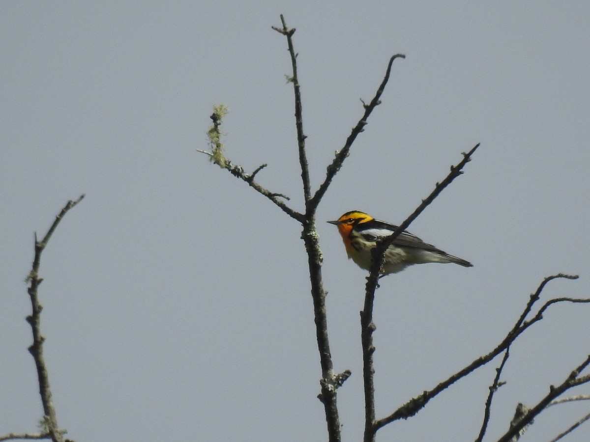North Carolina Bird Atlas Checklist - 13 May 2023 - Blue Ridge Pkwy ...
