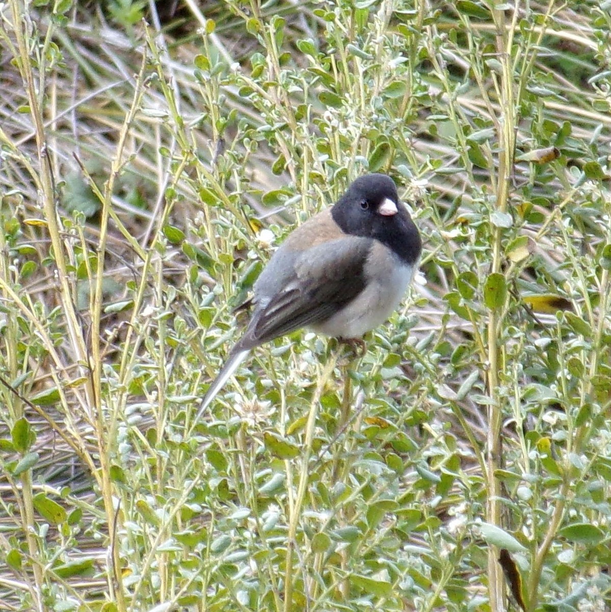 eBird Checklist - 3 May 2023 - Dolason Prairie Picnic Area - 4 species