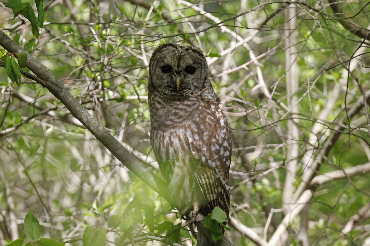 eBird Checklist - 13 May 2023 - Quabbin Reservoir--Quabbin Park - 61 ...