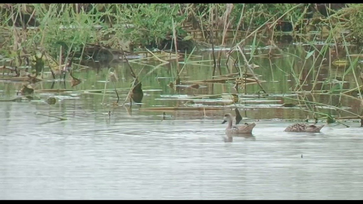 Israel Breeding Bird Atlas Checklist - 13 May 2023 - Kfar Ruppin ...