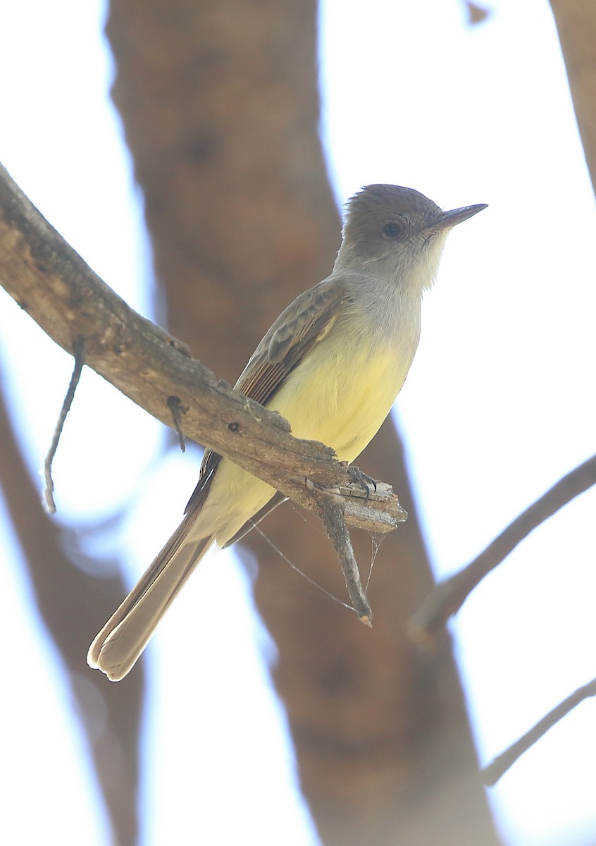 eBird Checklist - 13 May 2023 - Madera Canyon--Nature Trail (county ...
