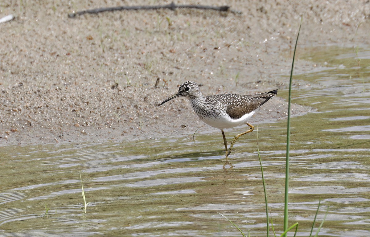 eBird Checklist - 13 May 2023 - Mormon Island SRA - 33 species