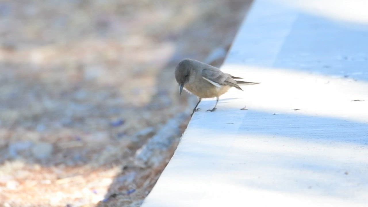 ML571358911 - Say's Phoebe - Macaulay Library