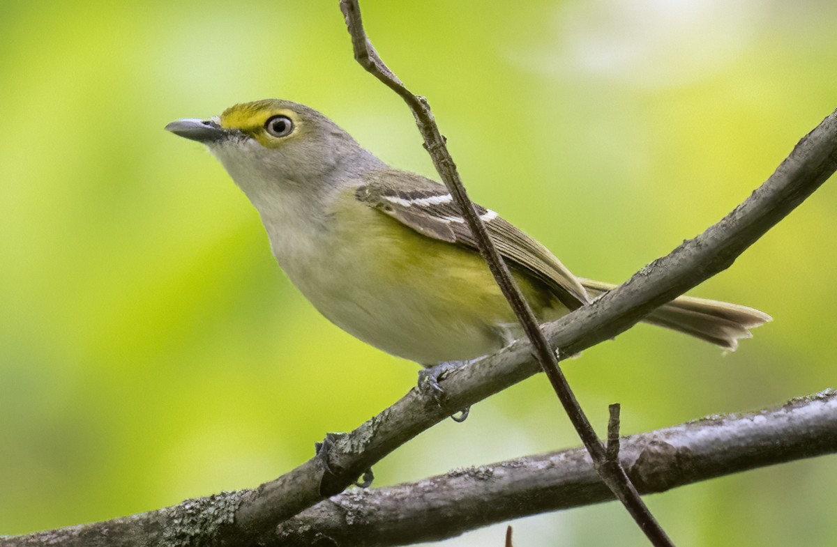 eBird Checklist - 13 May 2023 - Independence Lake County Park - 59 species