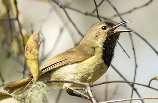 Plain-backed Sunbird - Anthreptes reichenowi - Birds of the World