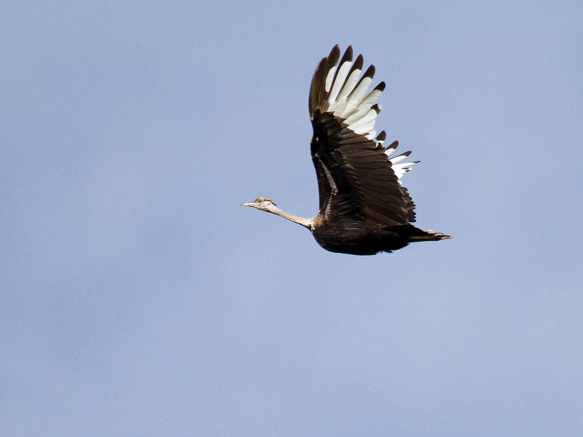 eBird Checklist - 28 Nov 2015 - Tembe Elephant Park - 46 species