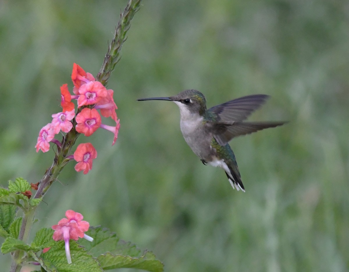 eBird Checklist - 13 May 2023 - Home, Kitty Hawk Bay Dr., Colington ...