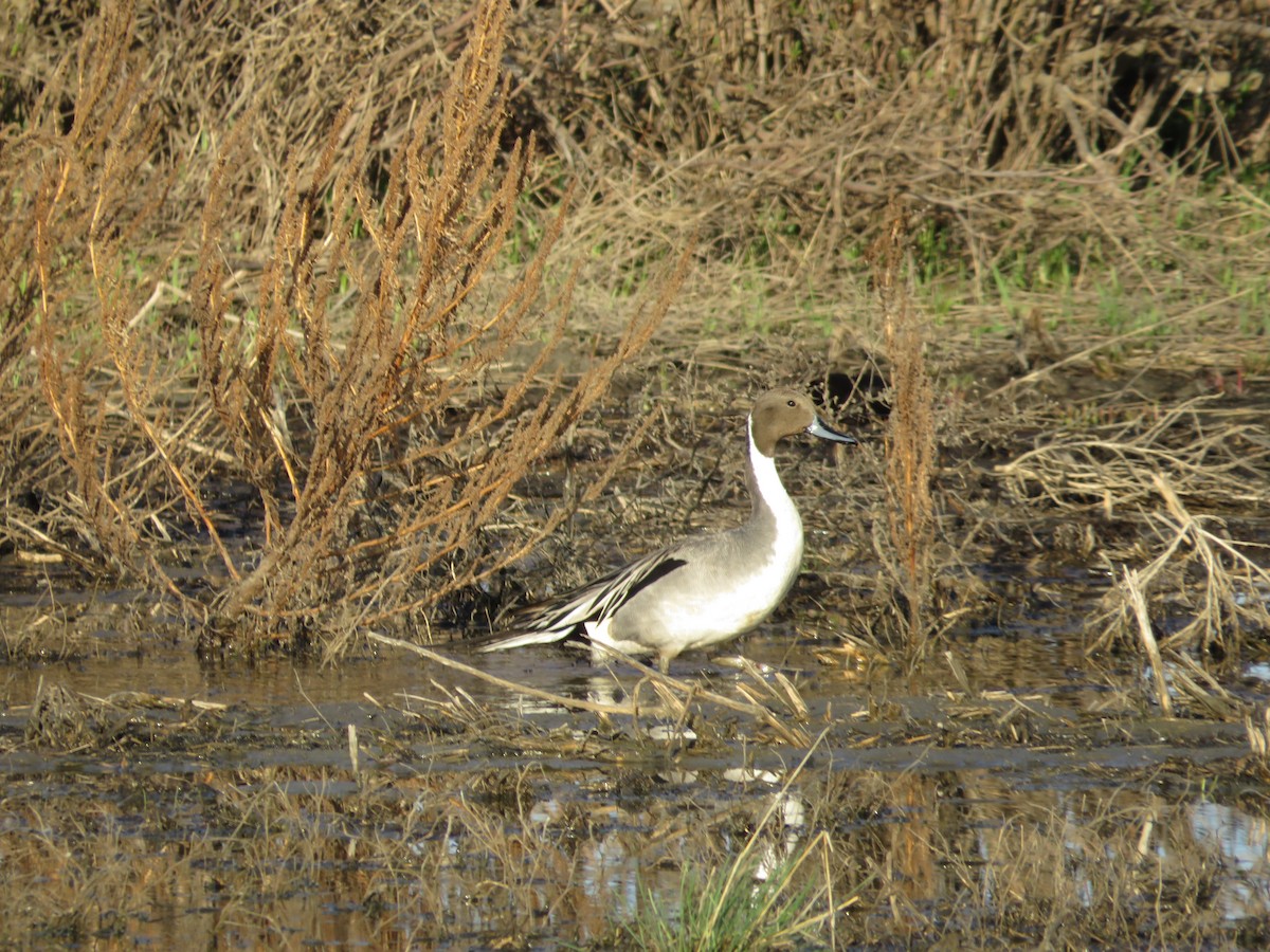 eBird Checklist - 13 May 2023 - Brown's Slough - 17 species