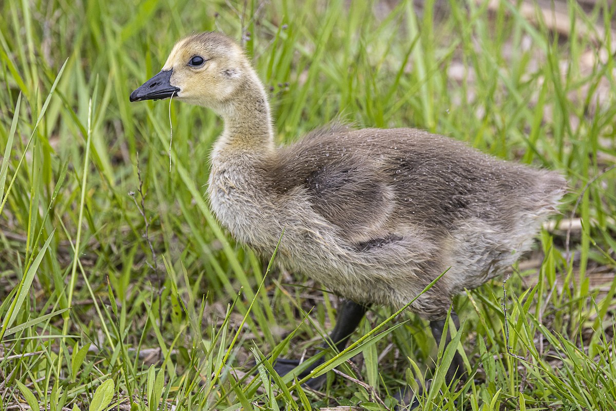 eBird Checklist - 13 May 2023 - Howard Marsh Metropark - 30 species