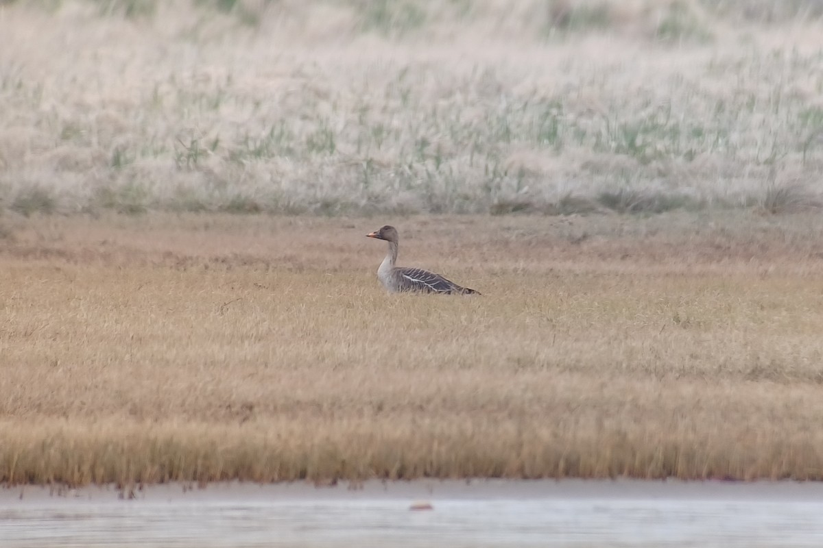 eBird Checklist - 13 May 2023 - Adak Island - 26 species (+1 other taxa)