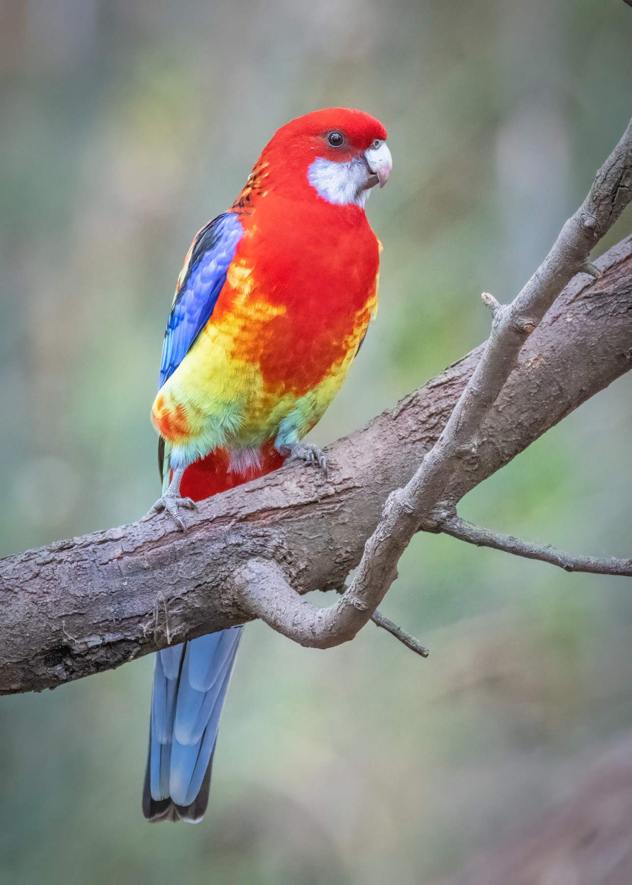 Crimson x Eastern Rosella (hybrid) - eBird
