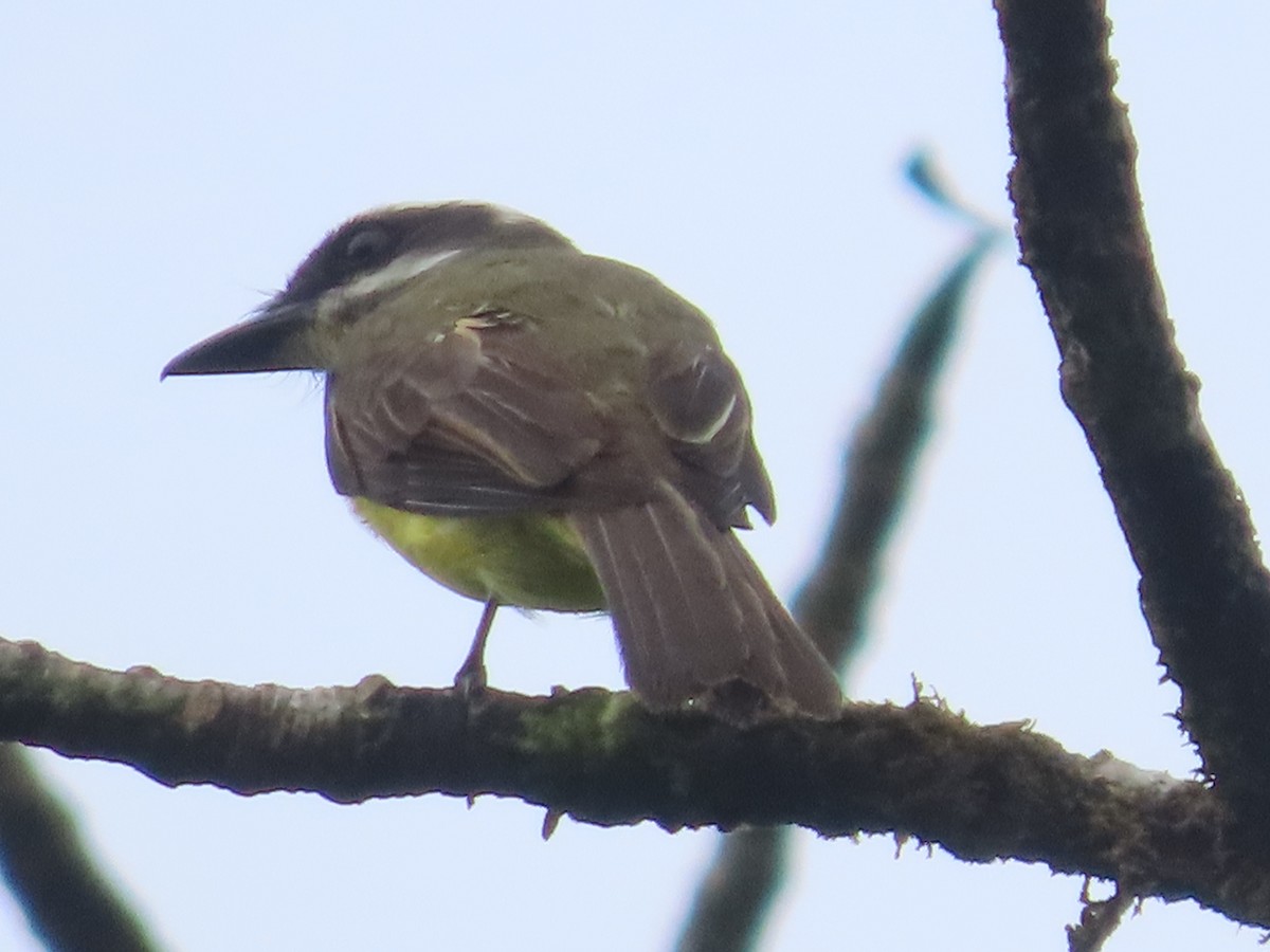 eBird Checklist - 13 May 2023 - Bürí, Ngäbe-Buglé, PA (8.789, -82.212 ...