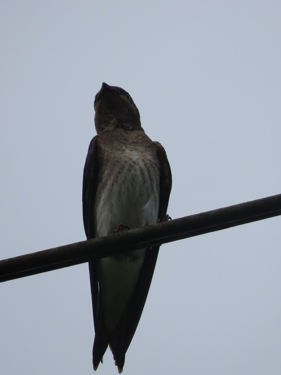 eBird Checklist - 13 May 2023 - Palo Saco Bosque Protector—Torre de ...