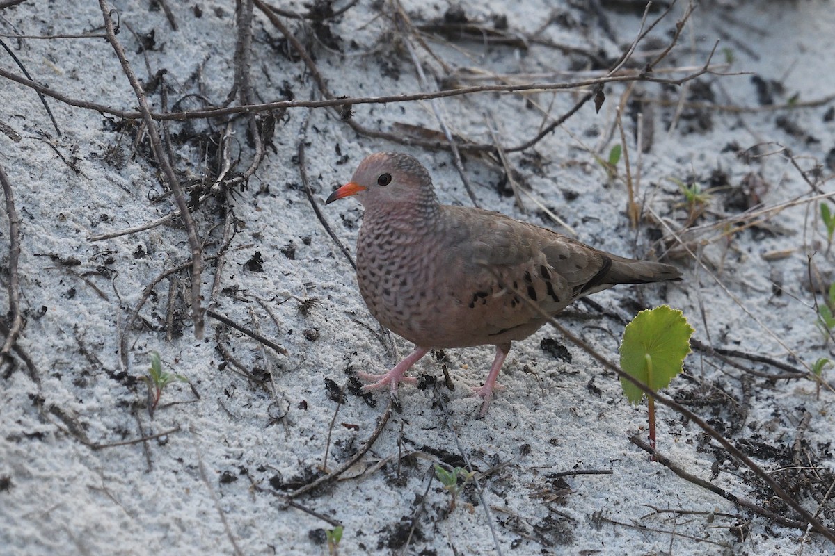eBird Checklist - 13 May 2023 - Anastasia SP - 37 species (+1 other taxa)