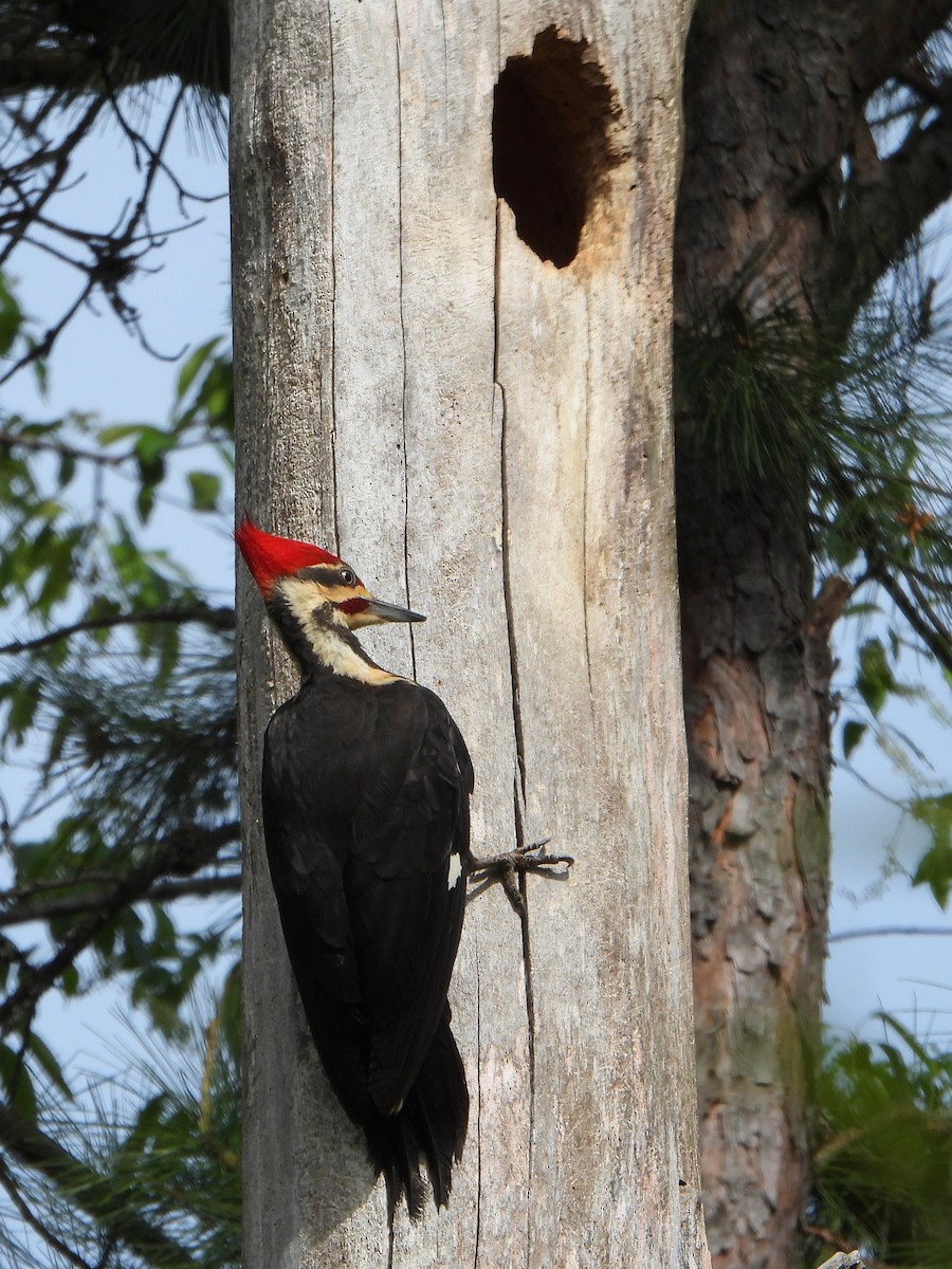 eBird Checklist - 5 May 2023 - Beaver Lake Bird Sanctuary - 30 species