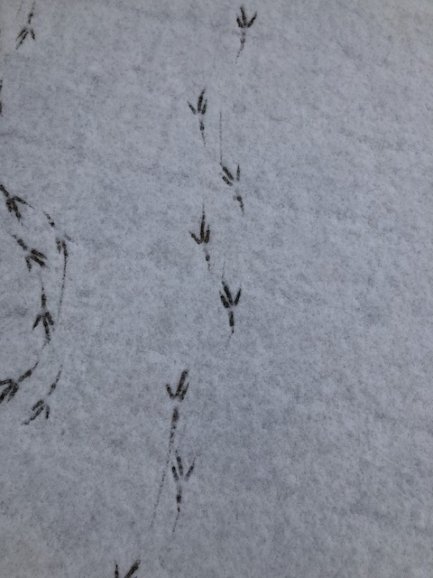 Ruffed Grouse Tracks