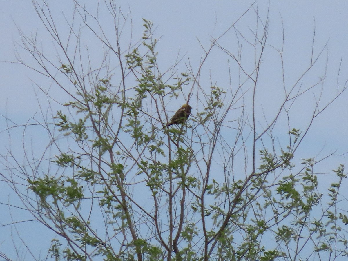 eBird Checklist - 14 May 2023 - Big Marine Park Reserve--south of 170th ...