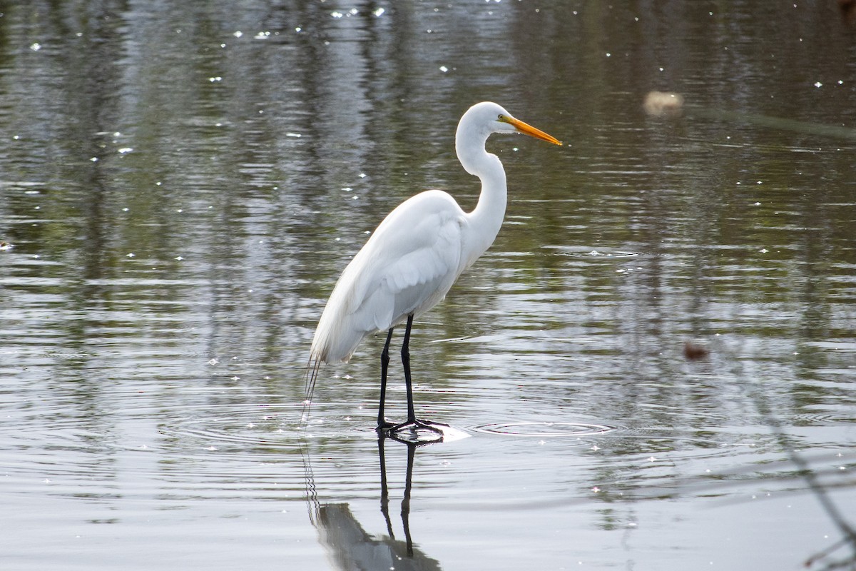 eBird Checklist - 14 May 2023 - Humedal Tibabuyes o Juan Amarillo ...