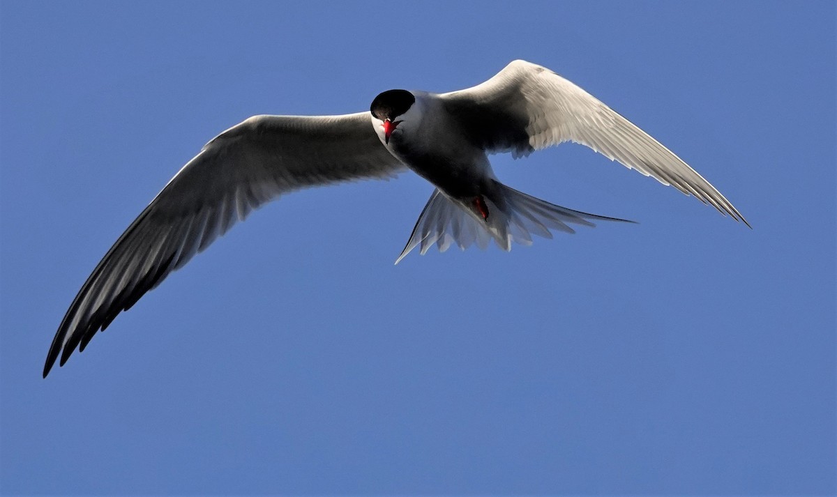 eBird Checklist - 14 May 2023 - Tommy Thompson Park - 19 species (+1 ...