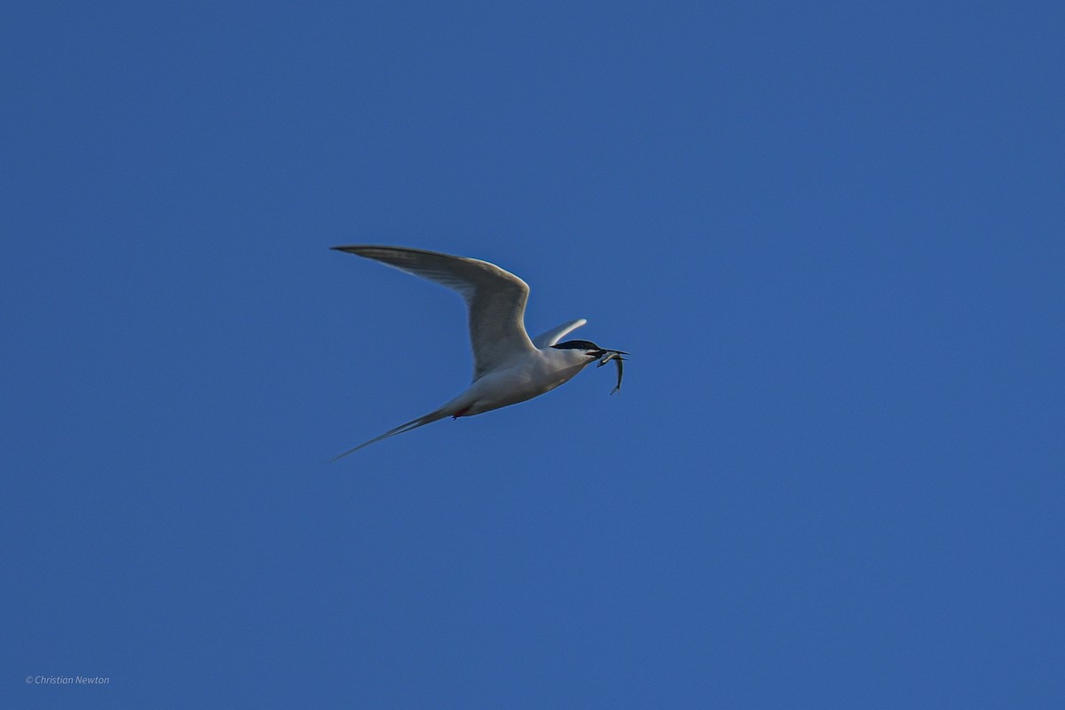 eBird Checklist - 8 May 2023 - Marathon Government Center - 9 species