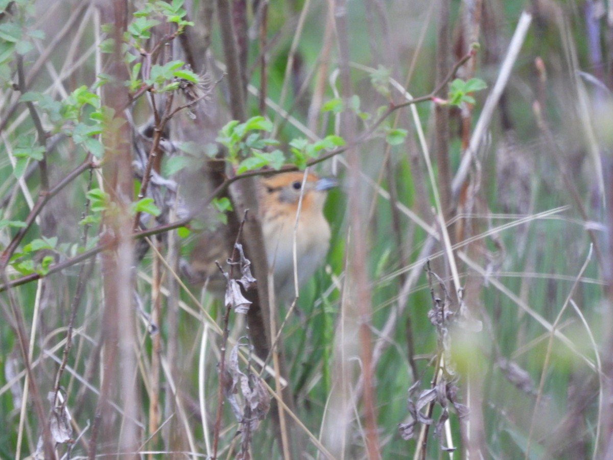 eBird Checklist - 13 May 2023 - Point Pelee NP--Tip - 52 species
