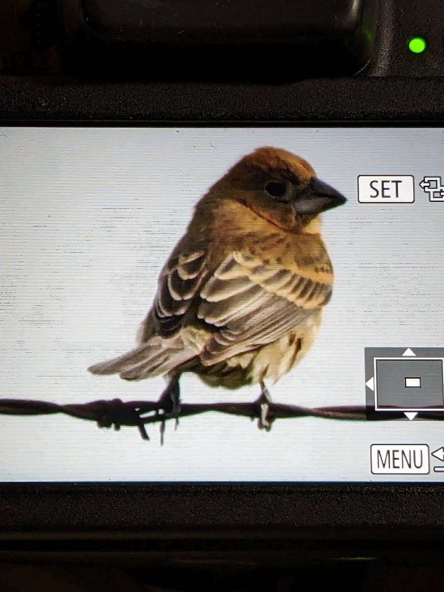 eBird Checklist - 14 May 2023 - Willow Run Airport (restricted access ...