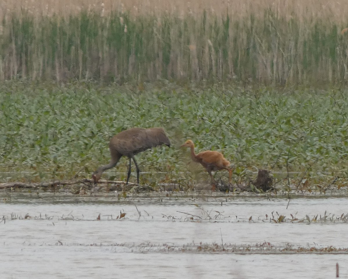 eBird Checklist - 12 May 2023 - Ottawa NWR--Wildlife Drive (Ottawa Co ...