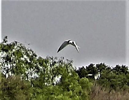 eBird Checklist - 8 May 2023 - Kiewit Offshore Services - 6 species