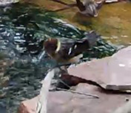 eBird Checklist - 14 May 2023 - Swanson Yard - 27 species
