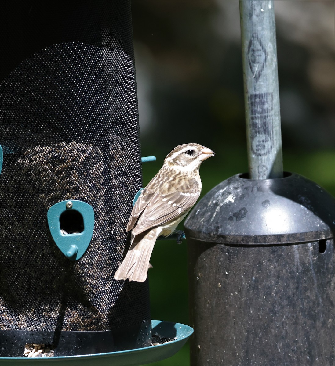 eBird Checklist - 14 May 2023 - 2501 Green Hill Road, Chatham, NH - 18 ...