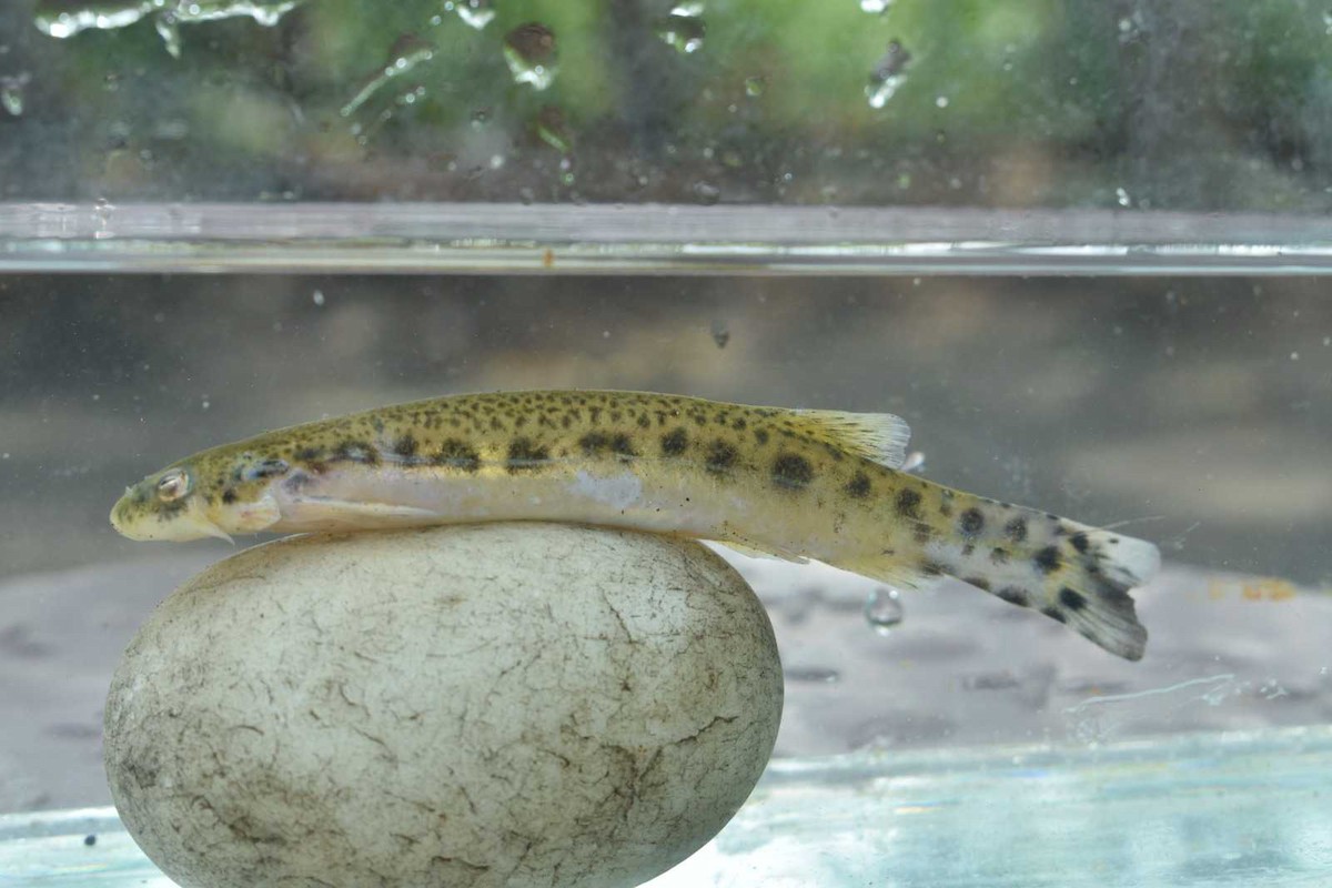 ML572338141 Fish sp. Macaulay Library