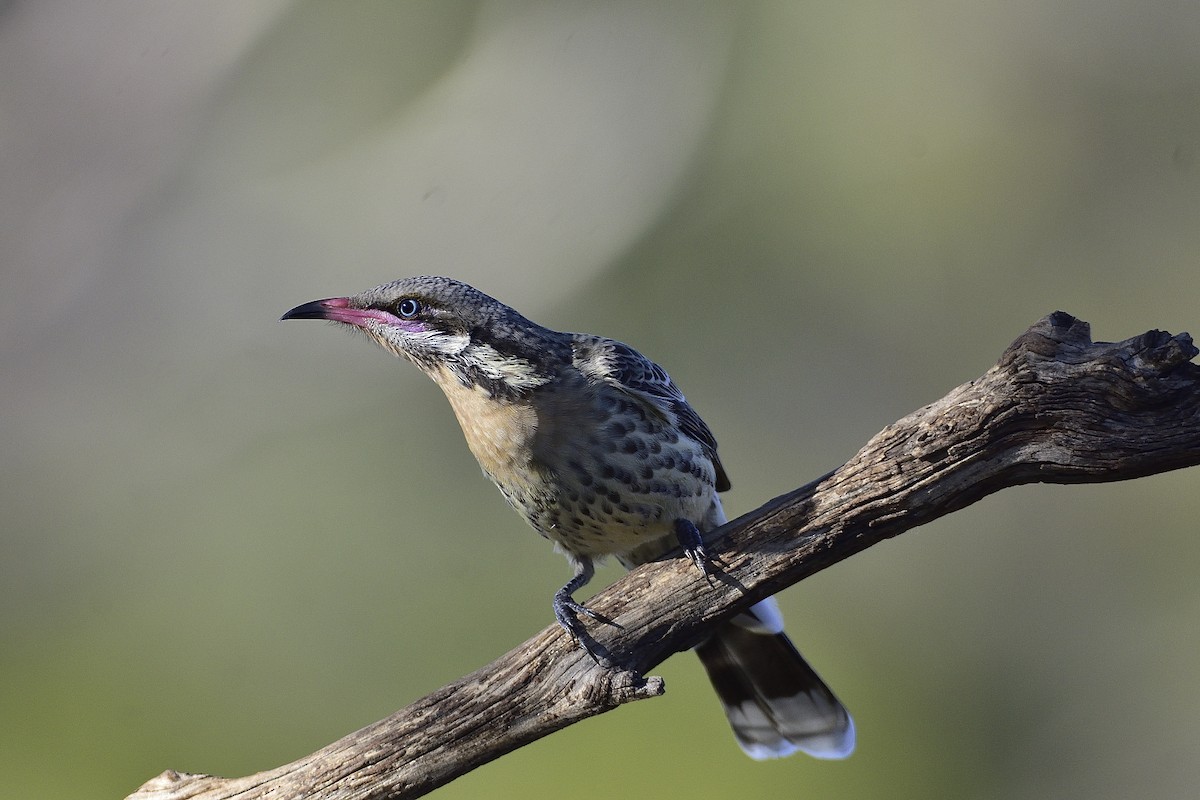 eBird Checklist - 30 Apr 2023 - Gluepot Reserve--Don and Chris Lill ...