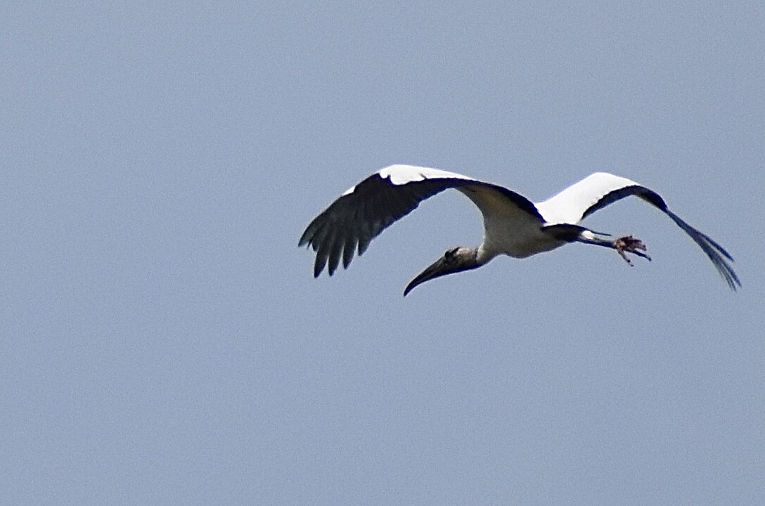 eBird Checklist - 14 May 2023 - Donnelley WMA (partial fall and winter ...