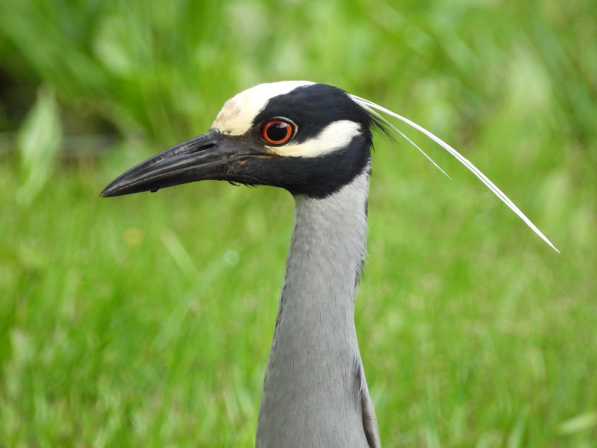 eBird Checklist - 14 May 2023 - Haikey Creek Park - 55 species (+1 ...