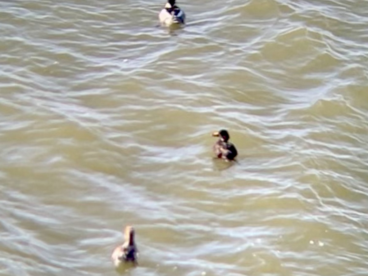 eBird Checklist - 15 May 2023 - Warnimont County Park (general) - 85 ...