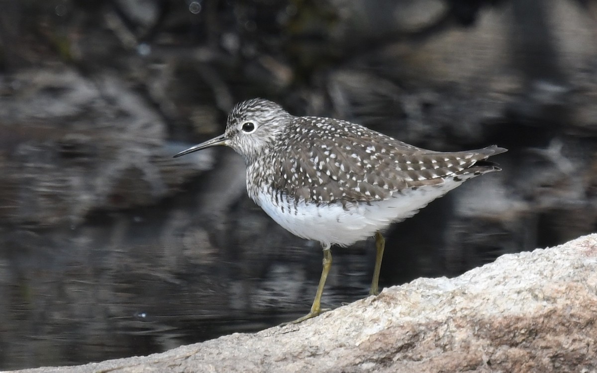 eBird Checklist - 15 May 2023 - Isles of Shoals--Star Island, Rye - 61 ...