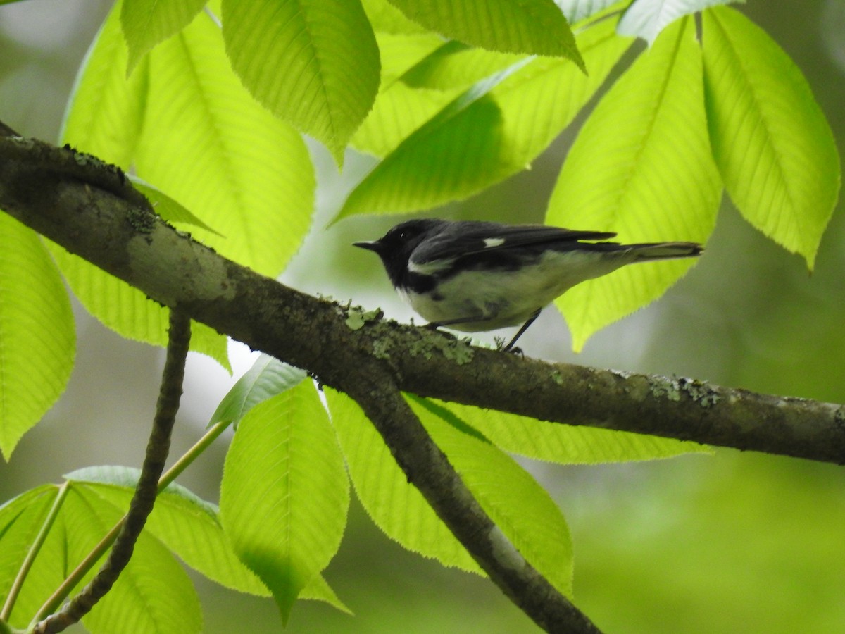 North Carolina Bird Atlas Checklist - 13 May 2023 - Elk Valley Preserve ...