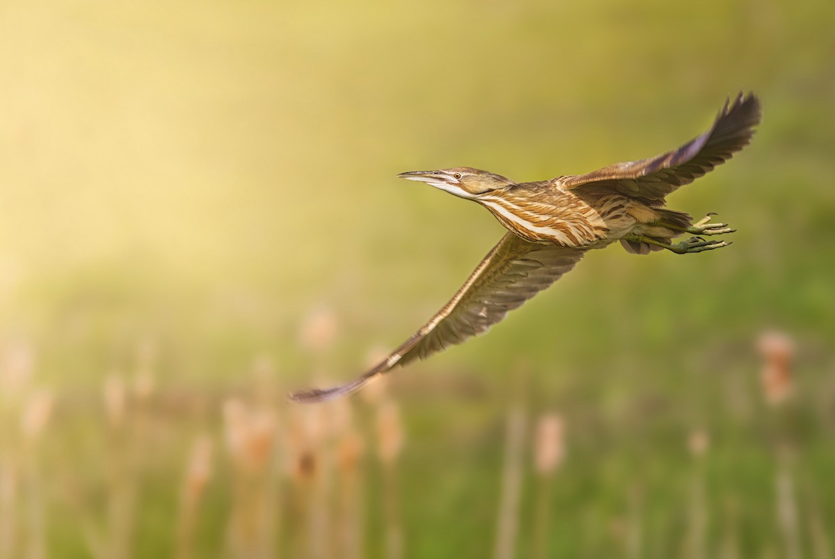 American Bittern In Flight
