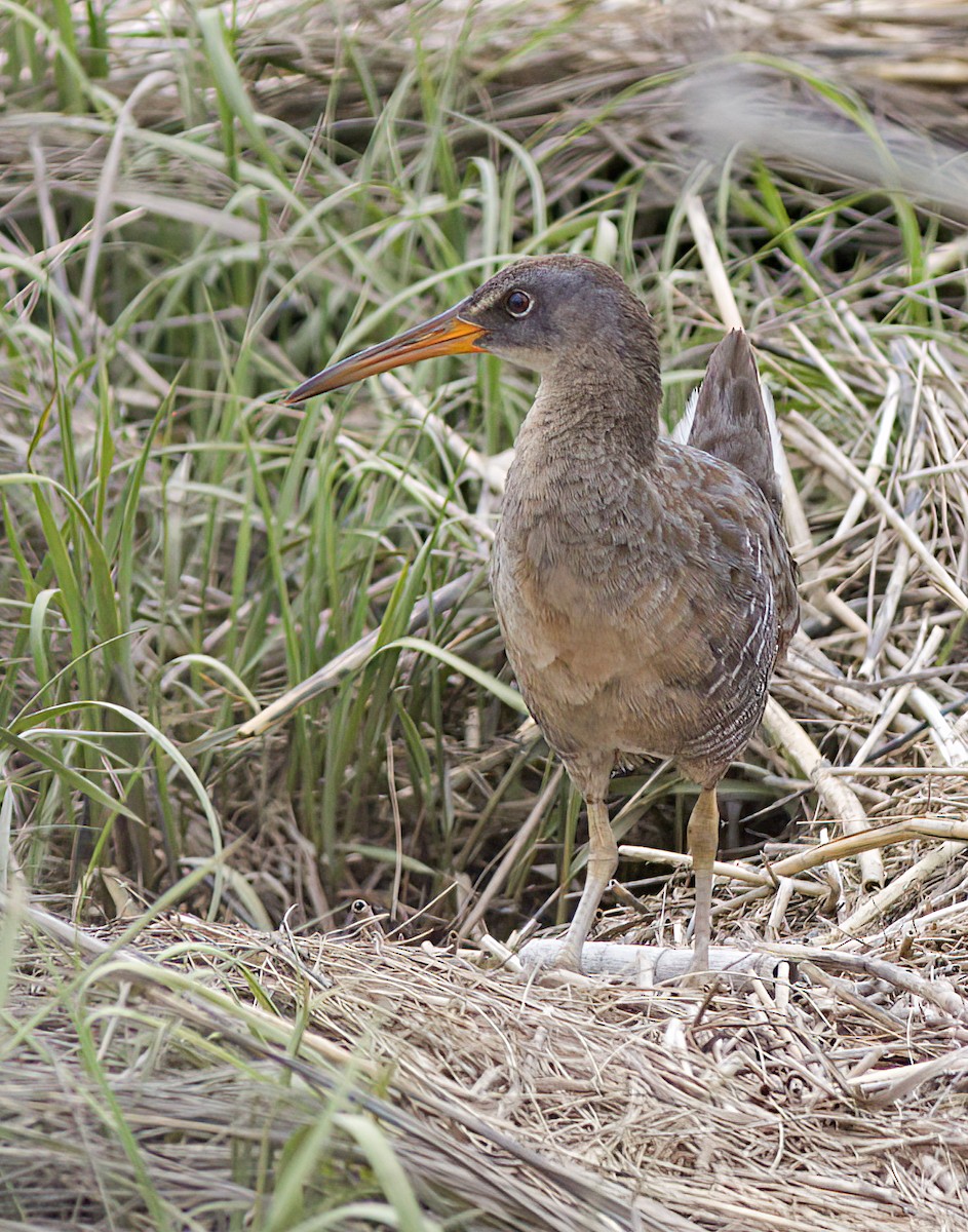New York Breeding Bird Atlas Checklist - 13 May 2023 - Oceanside Marine ...