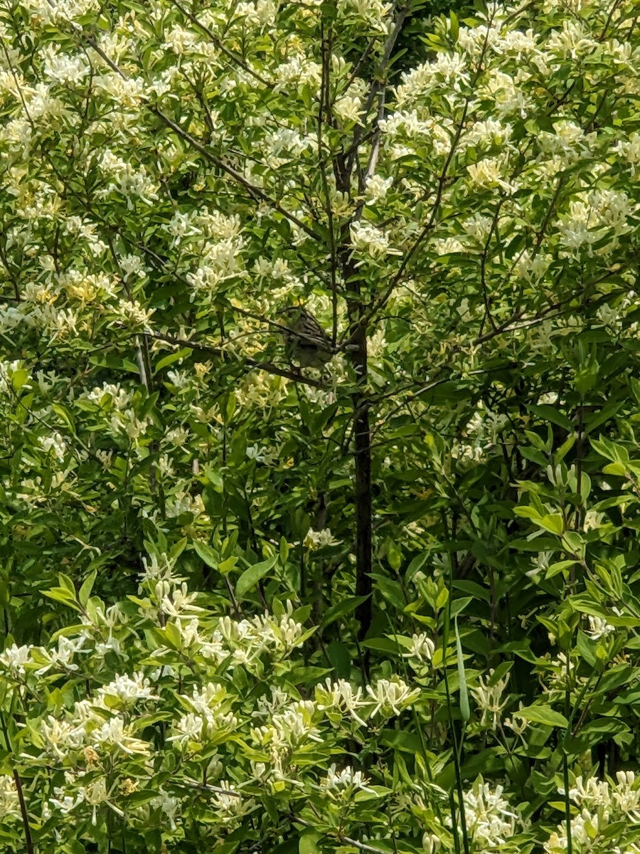eBird Checklist - 15 May 2023 - Maple Ridge - 15 species