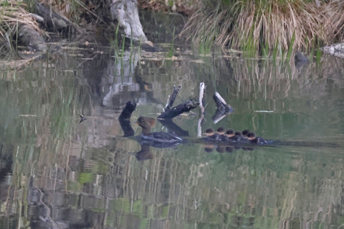eBird Checklist - 15 May 2023 - Quabbin Reservoir--Quabbin Park - 100 ...